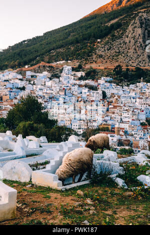 City Skyline, Chefchaouen, Morocco, 2018 Stock Photo - Alamy