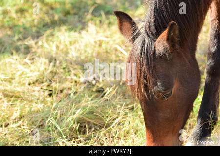 Assateague Wild Horses temperately corralled Stock Photo - Alamy