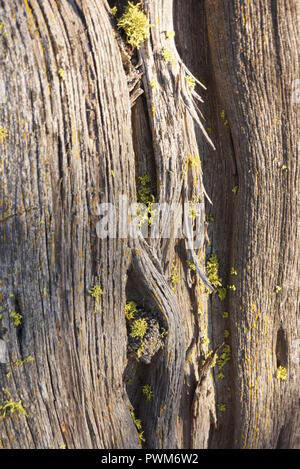 Juniper forms and textures Stock Photo - Alamy