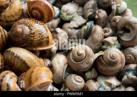 Edible snails, some without shells Stock Photo - Alamy