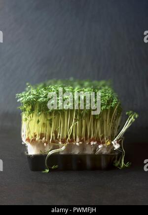 A punnet of garden cress Stock Photo - Alamy