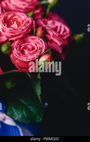 Rose bush in basket of Barbados variety on dark simple background Stock ...