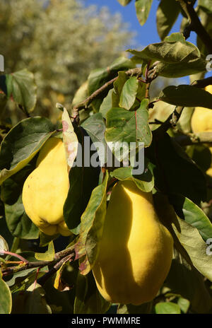 Quinces growing on tree, close up view. Branch of a tree with ripe ...