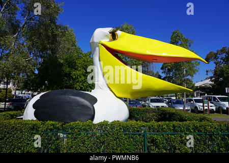 The Big Pelican Noosa River Noosaville Qld Australia Stock Photo - Alamy