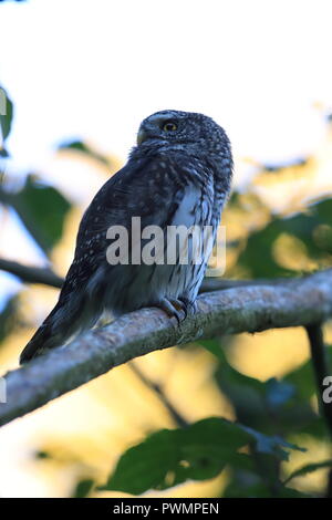 Eurasian pygmy owl-Swabian Jura,Swabian Alps,Baden-Württemberg, Germany ...