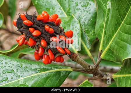 Magnolia tree leaves, seed pods and red seeds in Florida, USA Stock ...
