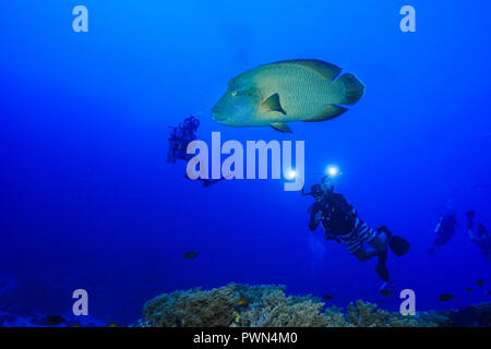 the Beautiful Napoleon fish at the Red Sea Egypt Stock Photo - Alamy