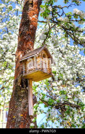 Titmouse on nest box Stock Photo - Alamy