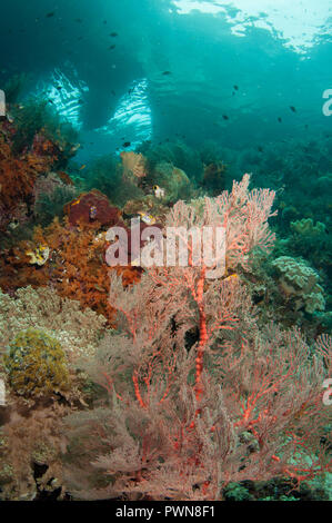 Sea Fan, Melithaea sp, by arch, Batu Rufos dive site, Penemu Island ...