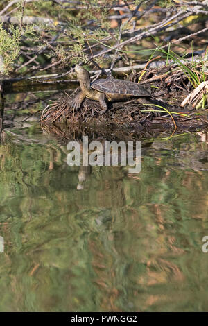 Spanish terrapins / Mediterranean pond turtles (Mauremys leprosa ...