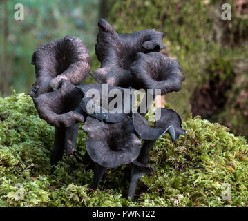 Horn of plenty fungus (Craterellus cornucopioides) trumpet shaped fungi ...