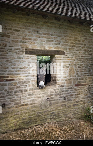 Donkey showing his head through a window in a stone stable Stock Photo ...