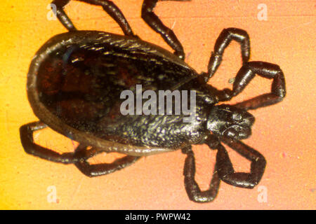 Insects or Insecta (from Latin insectum) are hexapod invertebrates and ...