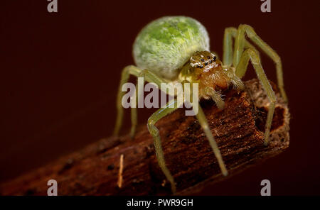 Nigma walckenaeri (Green Mesh-weaver) spider macro clos up Stock Photo ...