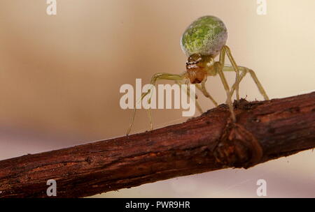 Nigma walckenaeri (Green Mesh-weaver) spider macro clos up Stock Photo ...