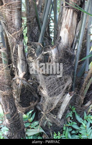 Dwarf Sugar Palm, Formosa Palm (Arenga engleri Stock Photo - Alamy