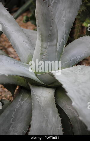 Mescal ceniza, Agave colorata, growing in the desert garden Stock Photo ...