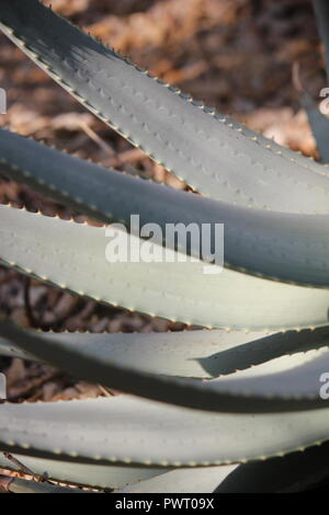 Mescal ceniza, Agave colorata, growing in the desert garden Stock Photo ...