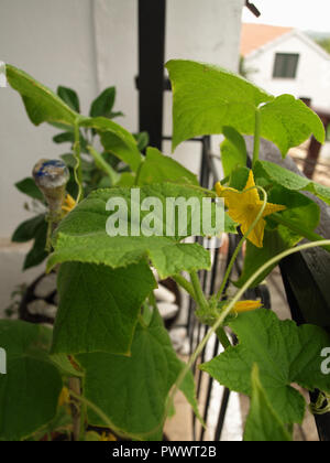 Yellow leaves of Hmong red cucumber plant Stock Photo - Alamy