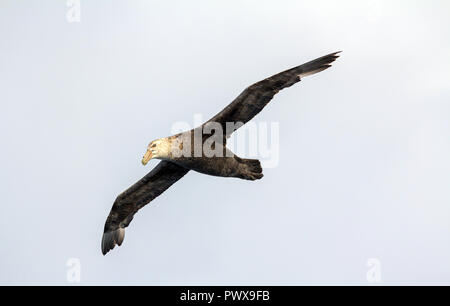 Baby Skua (Stercorariidae), Antarctica Stock Photo - Alamy