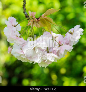 A macro shot of some cherry tree blossom Stock Photo - Alamy