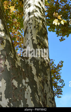Autumn background with a beautiful multi-colored sunny bokeh Stock ...