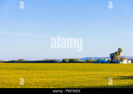 Paella rice fields, La Albufera, Valencia, Comunidad Valenciana, Spain ...