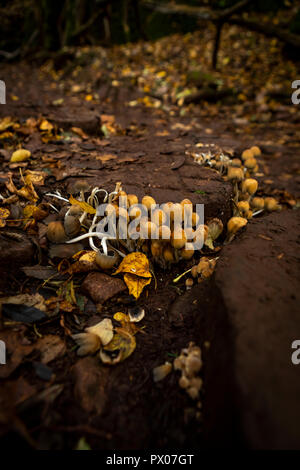 Moss covered rocks in Puzzlewood, an attraction in the Forest of Dean ...