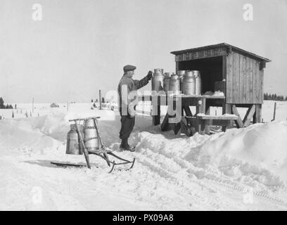 Farming: Dairy: Man with milk churn seen here milking a cow. Circa 1955 ...