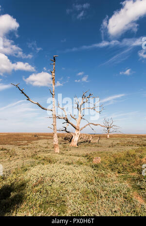 Porlock marsh dead trees england uk Stock Photo - Alamy