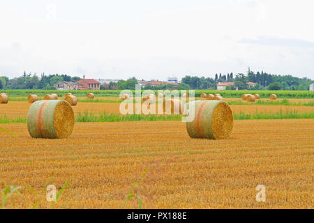 Rolling haystacks in the yellow agriculture field Stock Photo - Alamy