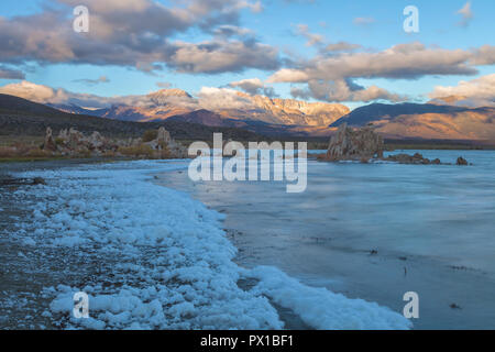 White Mountains, Mono, California, United States, Bombus sp., Animalia ...