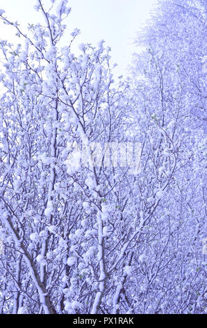 Holding the weight of the snow after a heavy fall, here in Virginia ...