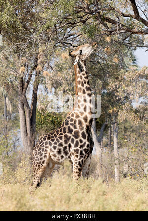 Single adult giraffe in the Kalahari - Botswana Stock Photo - Alamy