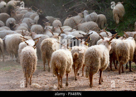 Authentic hungarian sheep breed name is racka sheep Stock Photo - Alamy