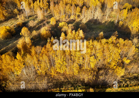 Aerial view of Bitsevski Park (Bitsa Park) with trees in golden autumn ...