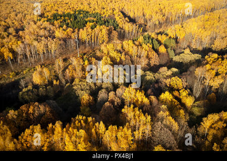 Aerial view of Bitsevski Park (Bitsa Park) with trees in golden autumn ...