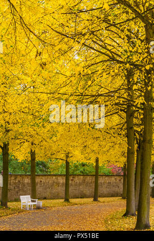 Typical golden yellow autumn leaves growing on the trees in bright fall ...