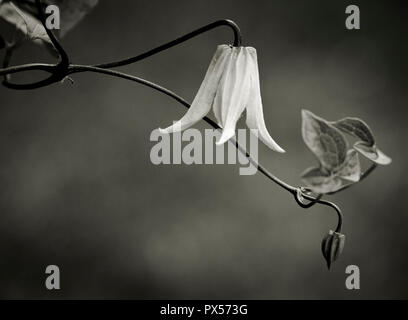 Clematis Lemon Bells Stock Photo - Alamy