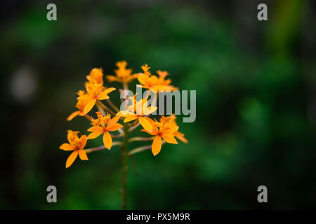 Fire star orchid (Epidendrum radicans), also known as ground-rooting ...