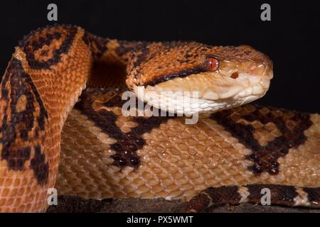 The Bushmaster snake (Lachesis muta) in the Peruvian Amazon is one of ...