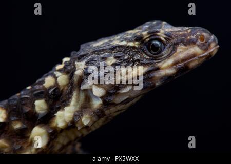 Zoutpansberg Girdled Lizard (Smaug warreni depressus Stock Photo - Alamy