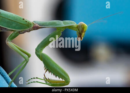 A large green Praying Mantis prowls the cockpit of a sailing yacht in ...