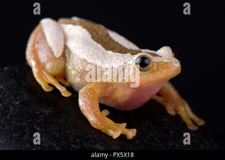 Fornasini's Spiny Reed Frog (Afrixalus fornasini), on a leaf Stock ...