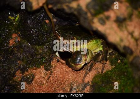 Maltese freshwater crab, Potamon fluviatile, muddy burrow nest, claws ...
