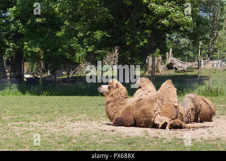 Two camels laying down and resting in Petra in Jordan Stock Photo - Alamy