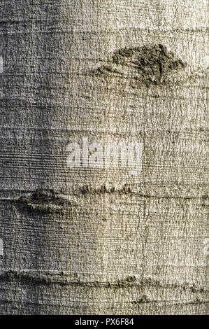 gray rind of a red beech Stock Photo - Alamy