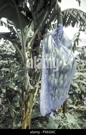 Banana plantation, Dominica Stock Photo - Alamy