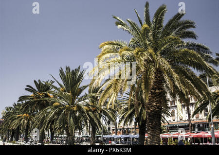 Split, palm parkway Stock Photo - Alamy