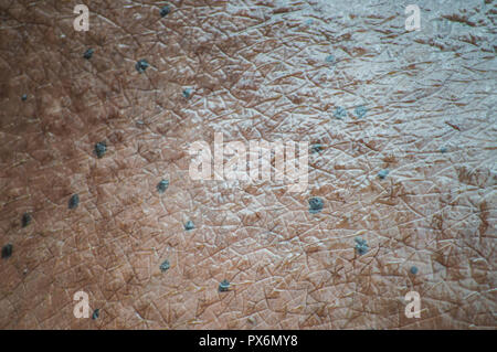 Texture Hippo Skin of Hippopotamus Stock Photo - Alamy